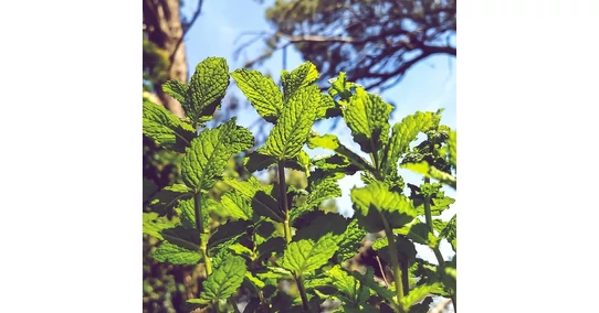 A fodormenta tea: frissítő megoldás a mindennapokra